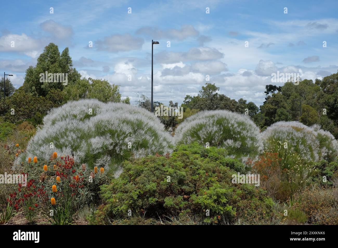Native Australian foliage, clouds trees and light poles at Kings Park ...