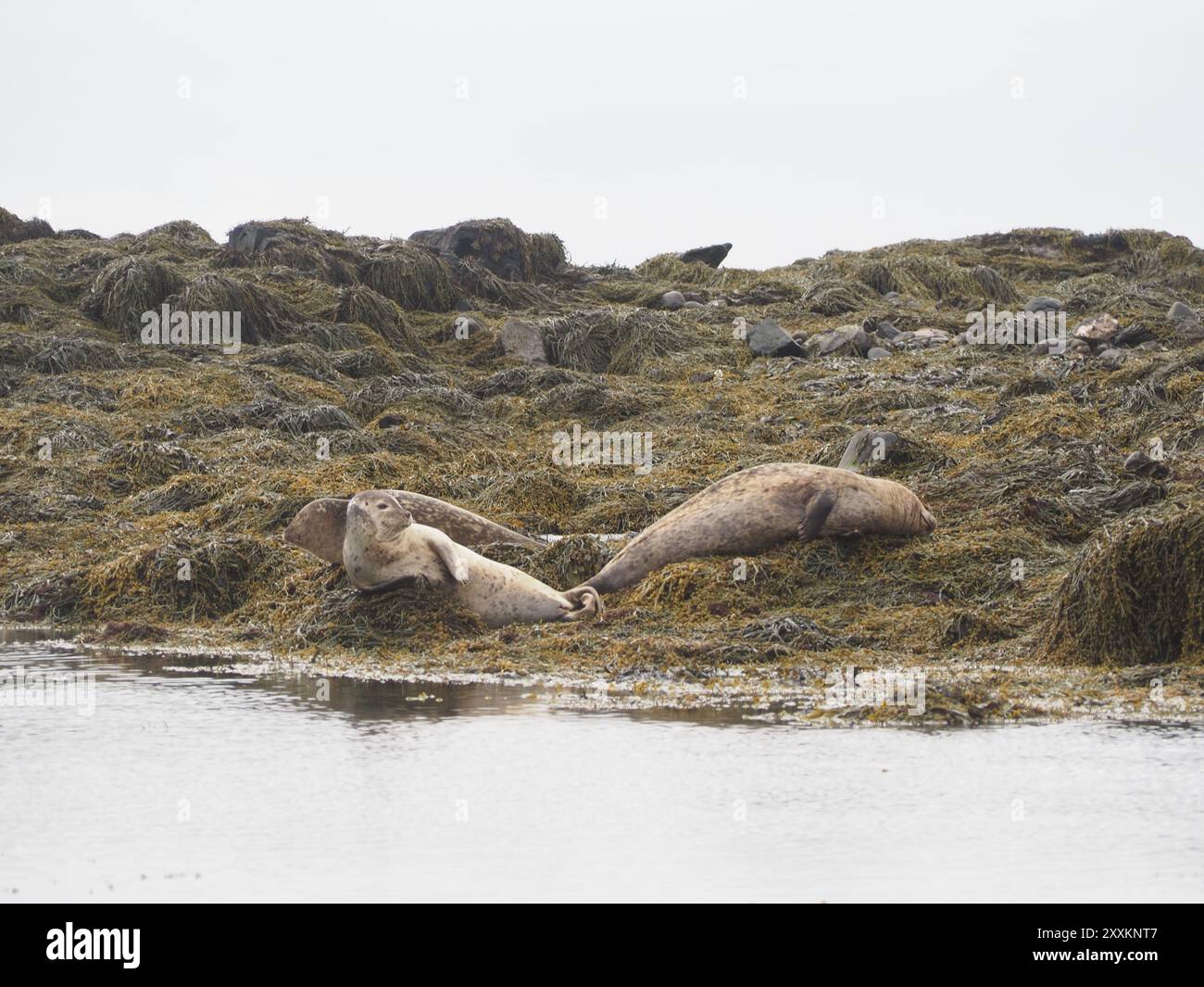 Two seals are seen lounging and resting on the seaweed-covered rocky ...