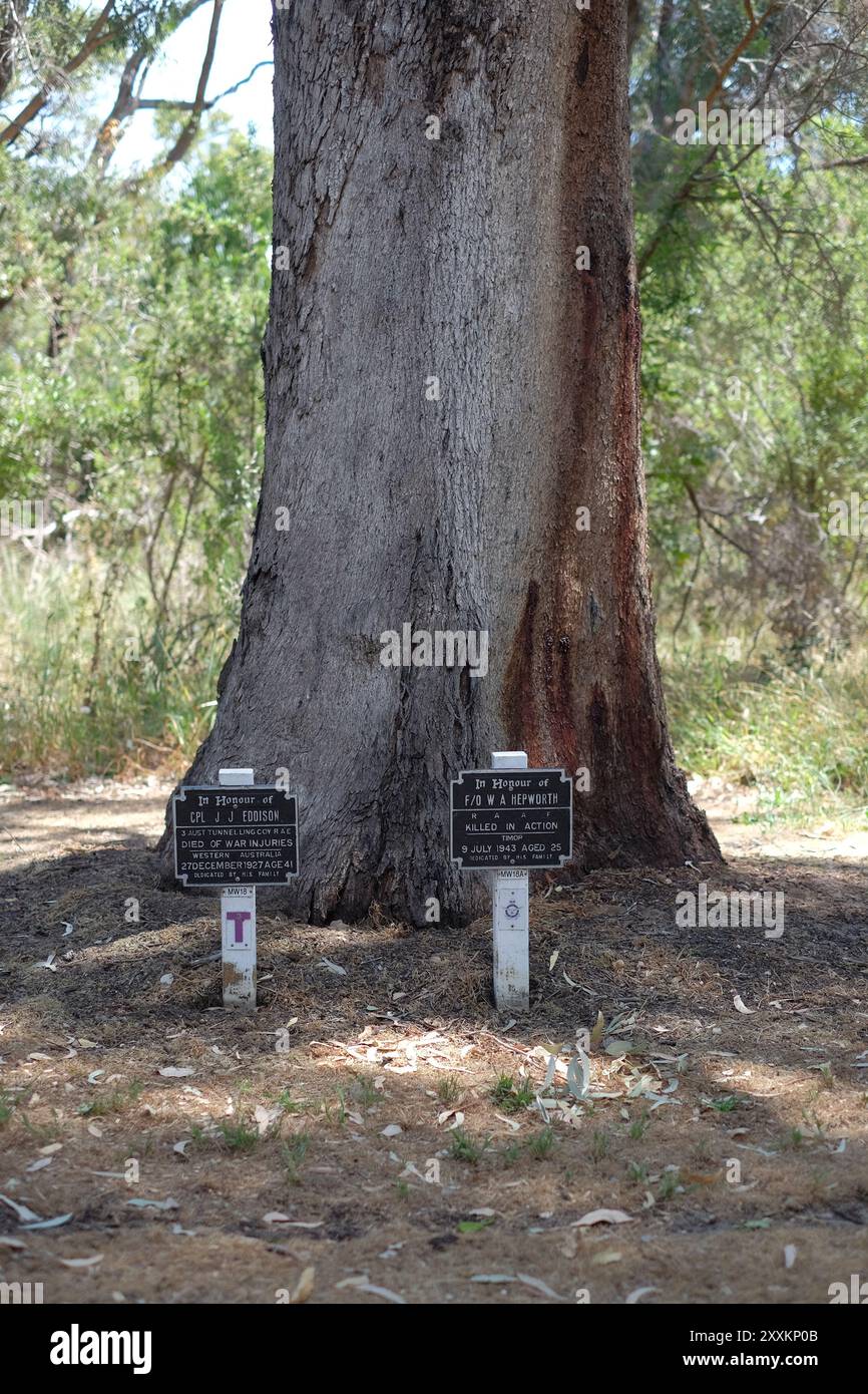 Individual plaques to fallen soldiers at the base of a large tree in ...