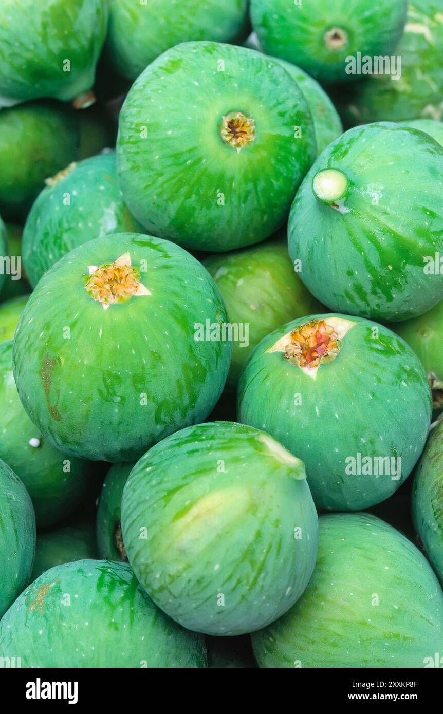 Fig (Ficus carica), Moraceae. Edible fruit, syconium, plant cultivated ...