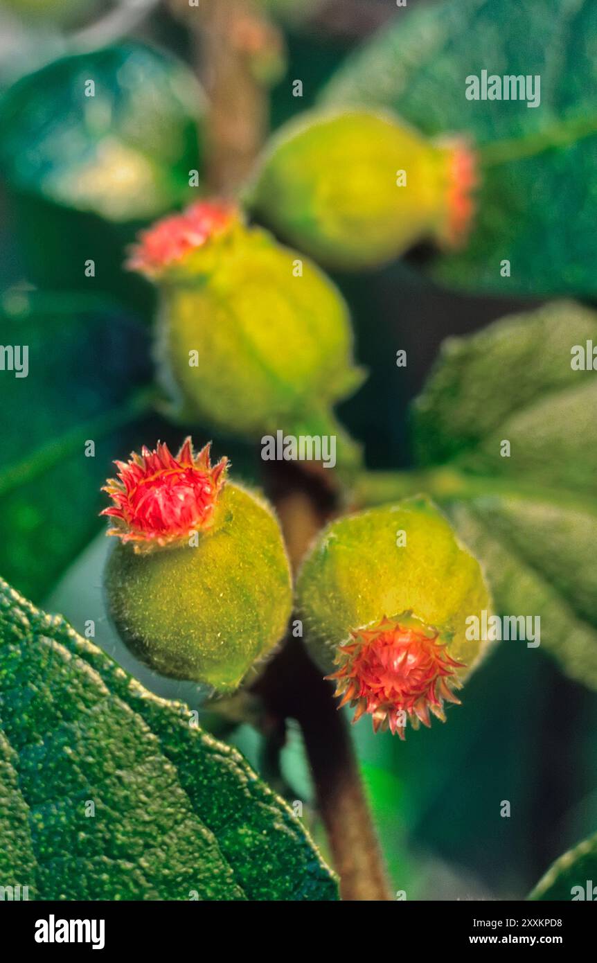 Sandpaper fig (Ficus coronata), Moraceae. small evergreen tree, unusual ...