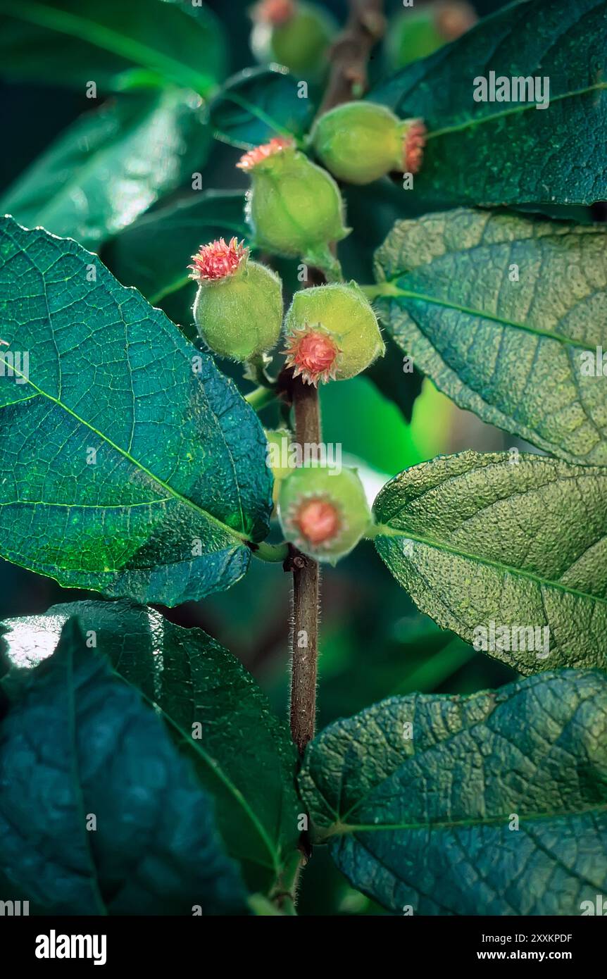 Sandpaper fig (Ficus coronata), Moraceae. small evergreen tree, unusual ...