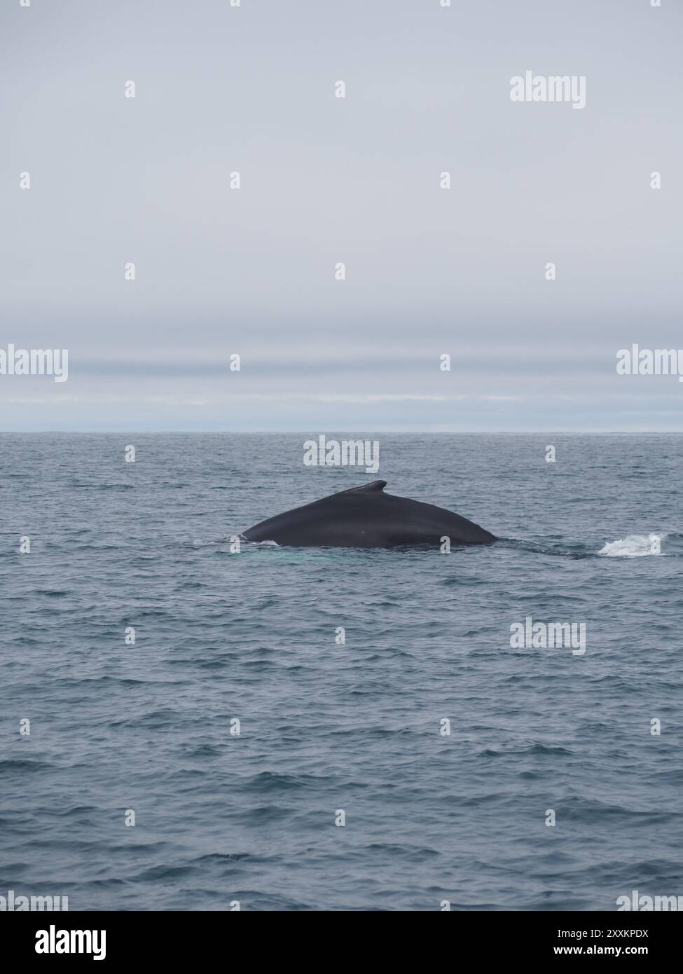A whale's back breaks the surface of the calm ocean, showing a slight ...