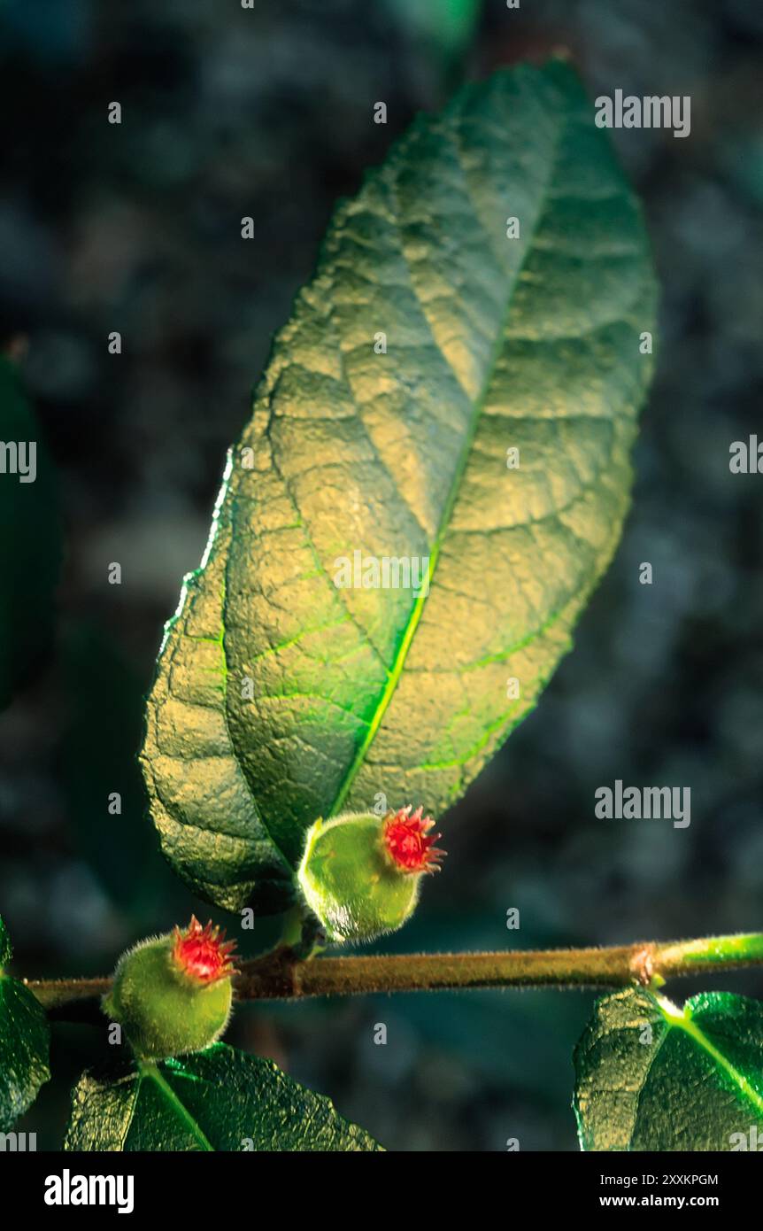 Sandpaper fig (Ficus coronata), Moraceae. small evergreen tree, unusual ...