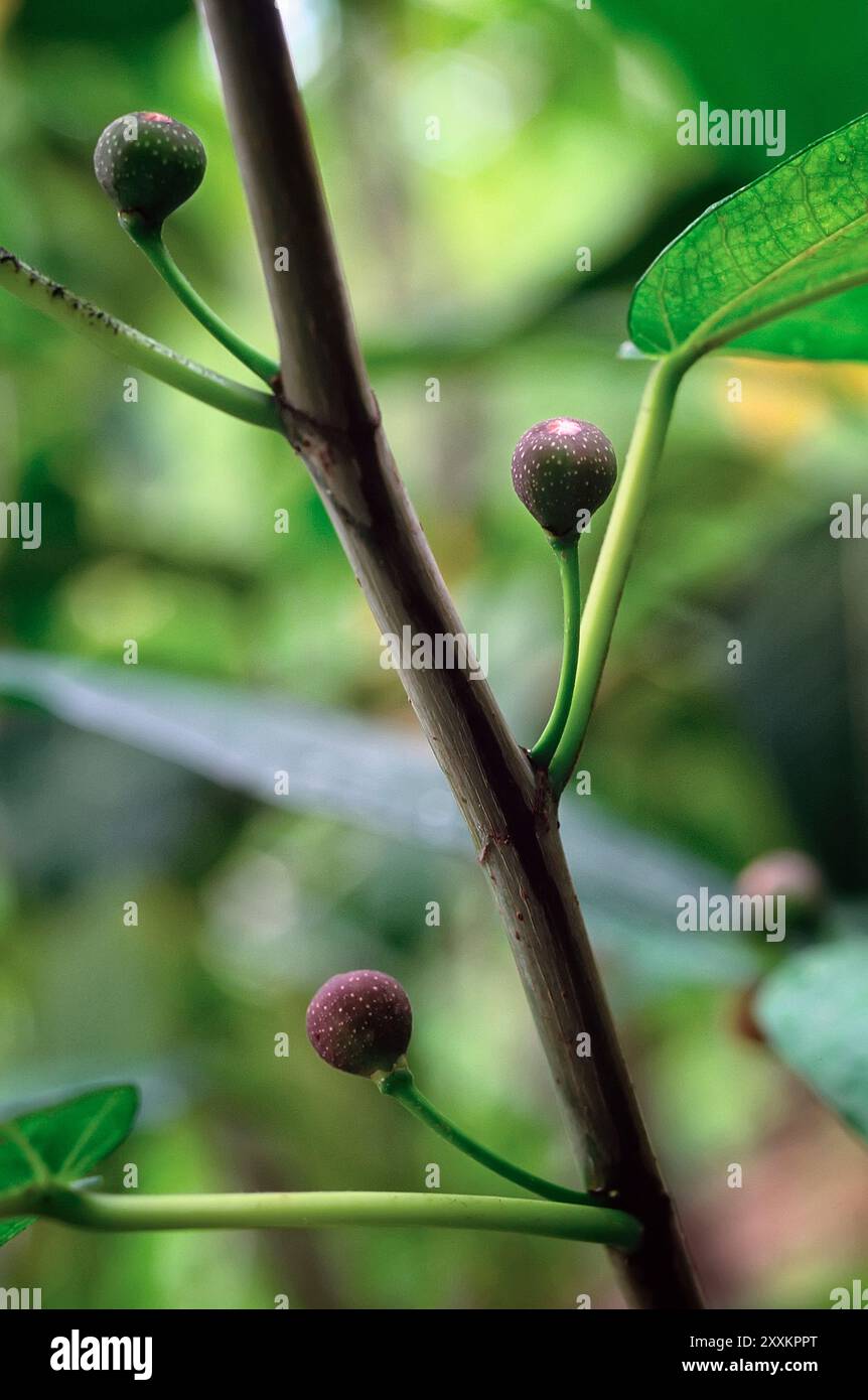 Japanese fig (Ficus erecta), Moraceae. deciduous shrub or small tree ...
