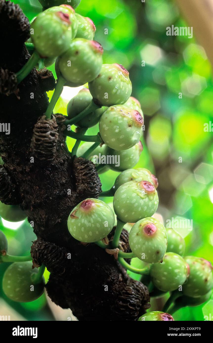 Ficus superba hi-res stock photography and images - Alamy