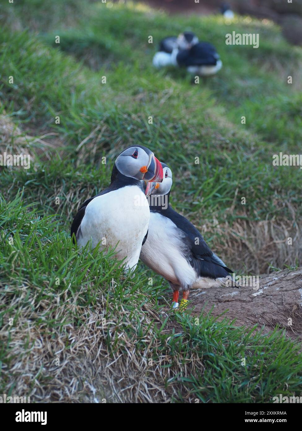 Two vibrant puffins with brightly colored beaks perch comfortably on ...