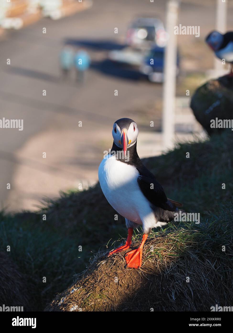 A puffin stands on a grassy cliff with an urban backdrop in the ...