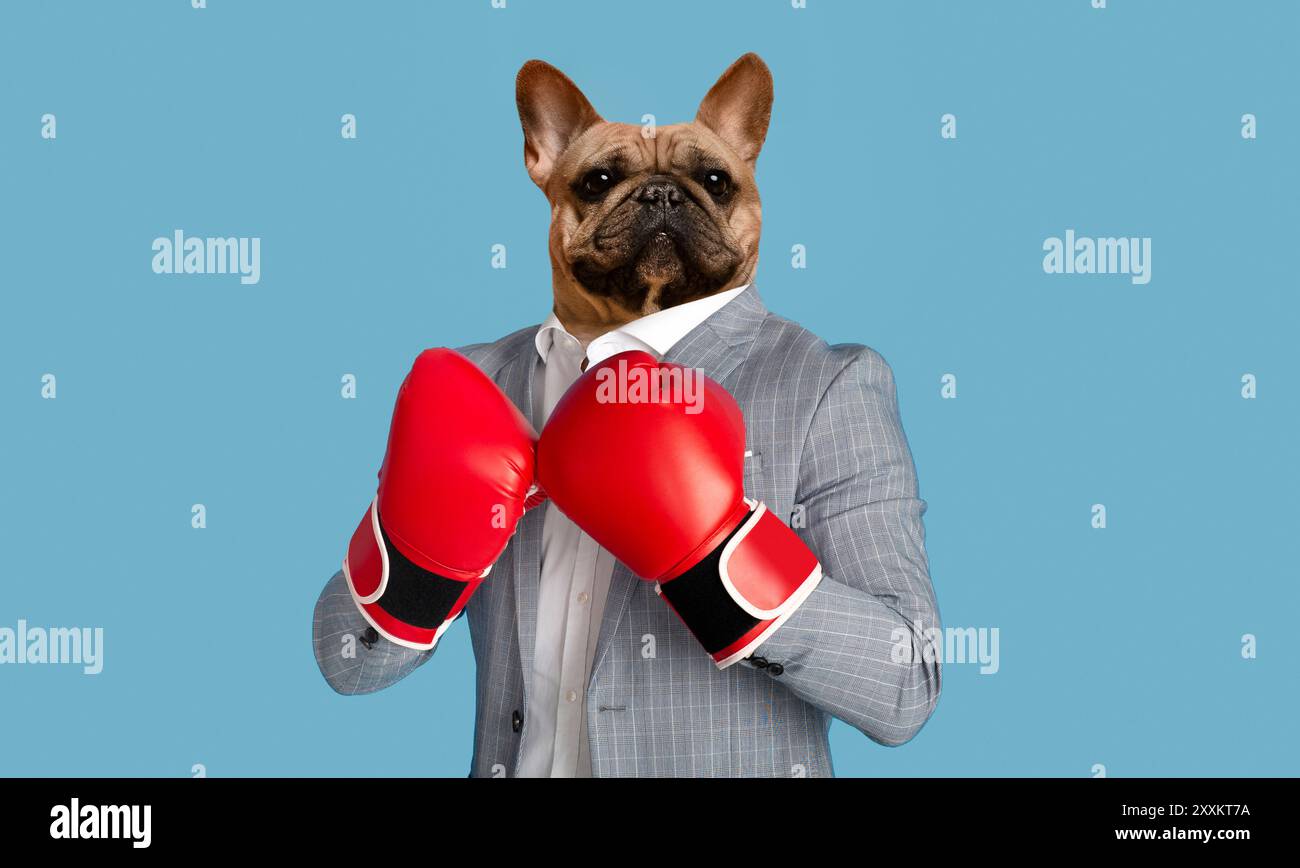 French Bulldog Dressed In Suit Wearing Red Boxing Gloves Stock Photo ...