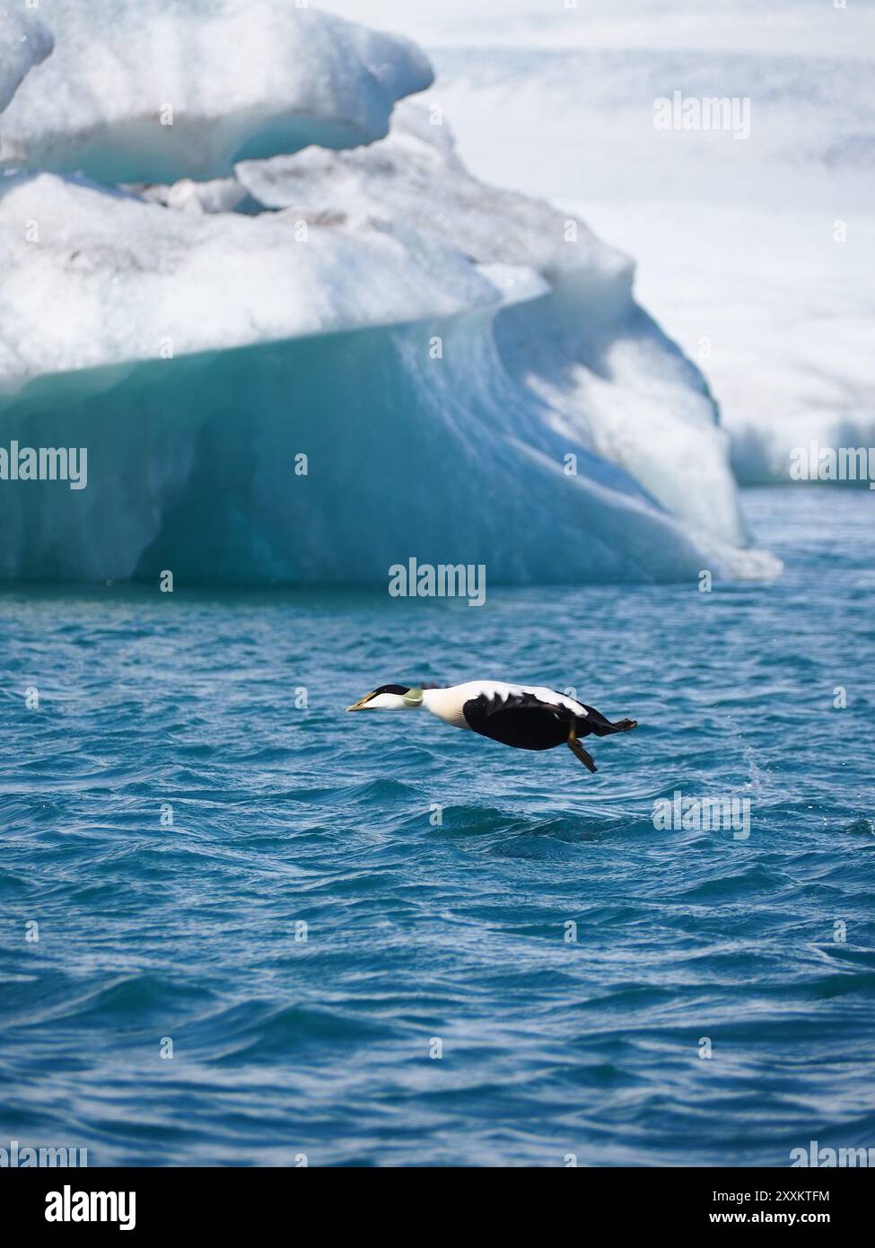 A bird in mid-flight skims over icy blue water, with massive icebergs ...