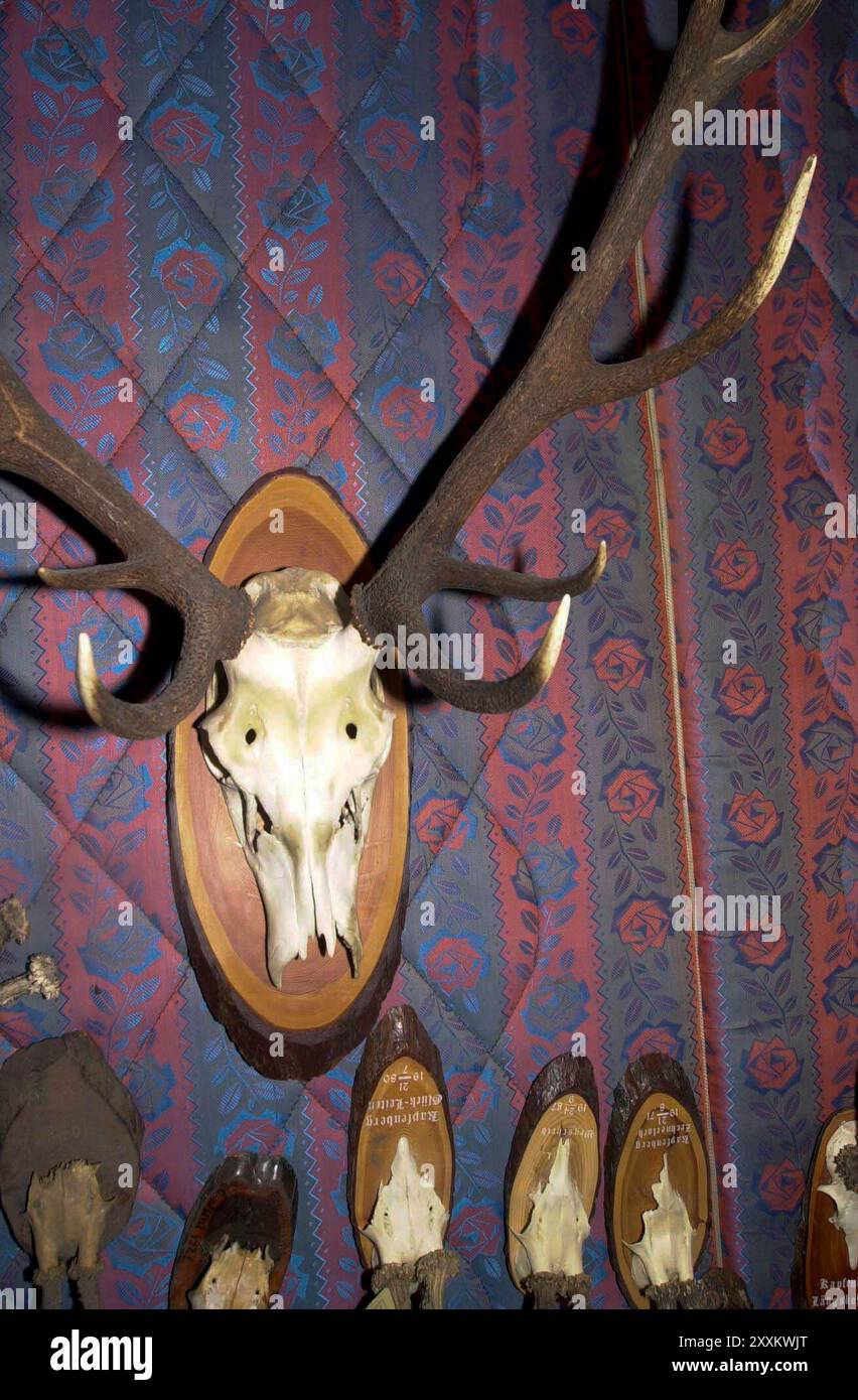 hirschgeweih als jagdtrophäe deer antlers as hunting trophy Stock Photo ...