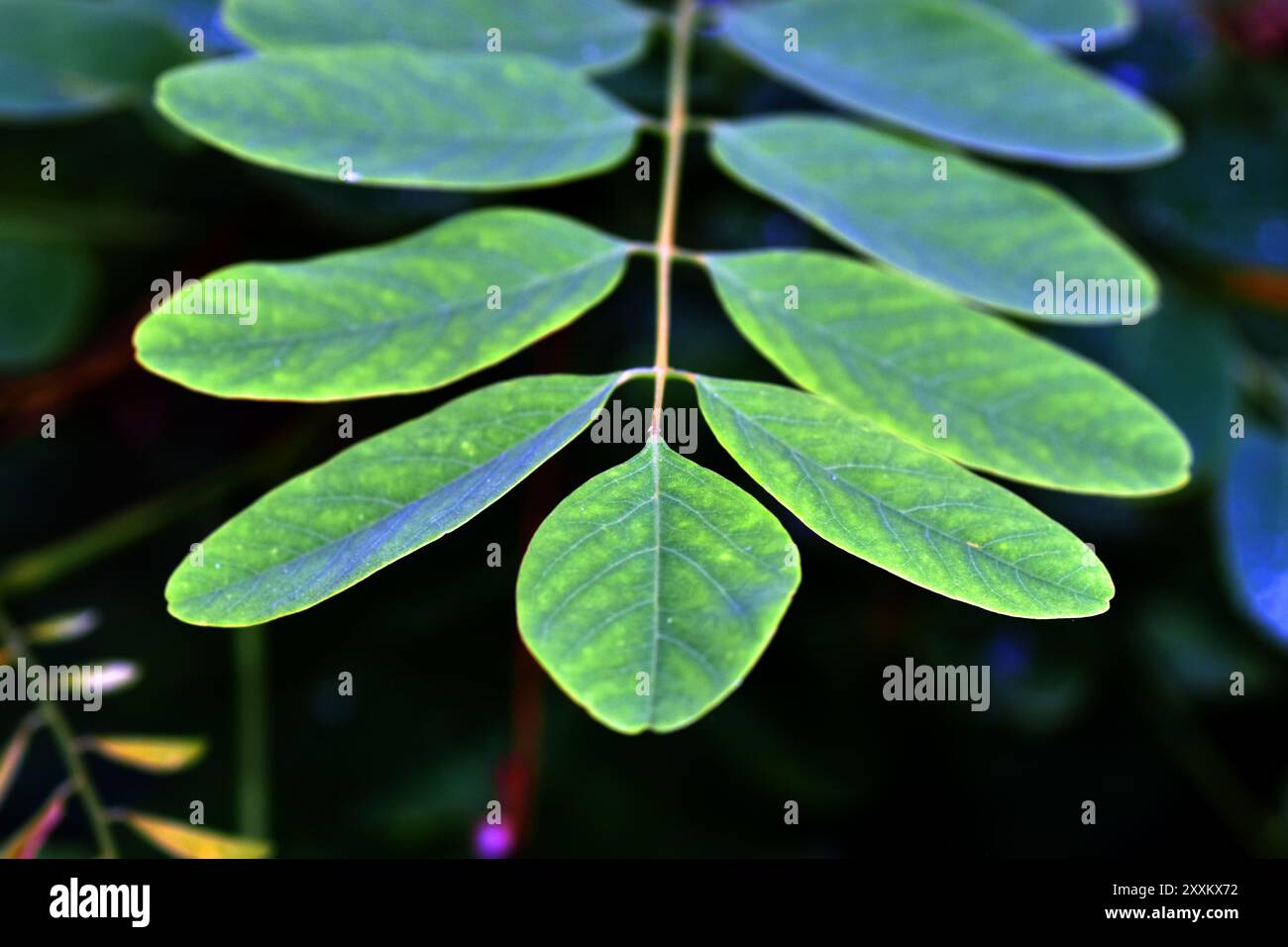 Detail of the leaves of black locust (Robinia pseudoacacia Stock Photo ...