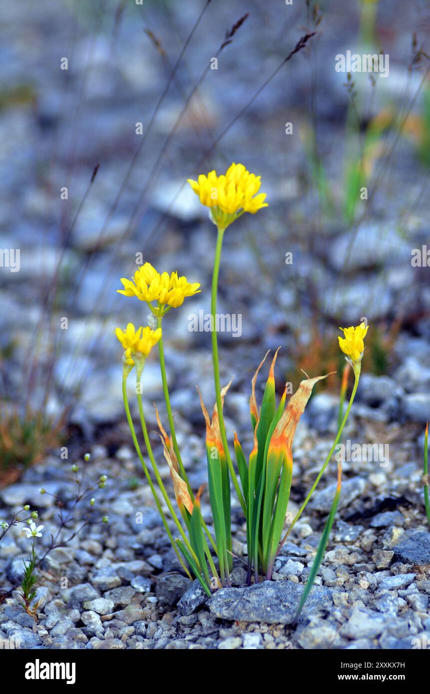 The yellow garlic (Allium moly) in flower It is a medicinal and edible ...