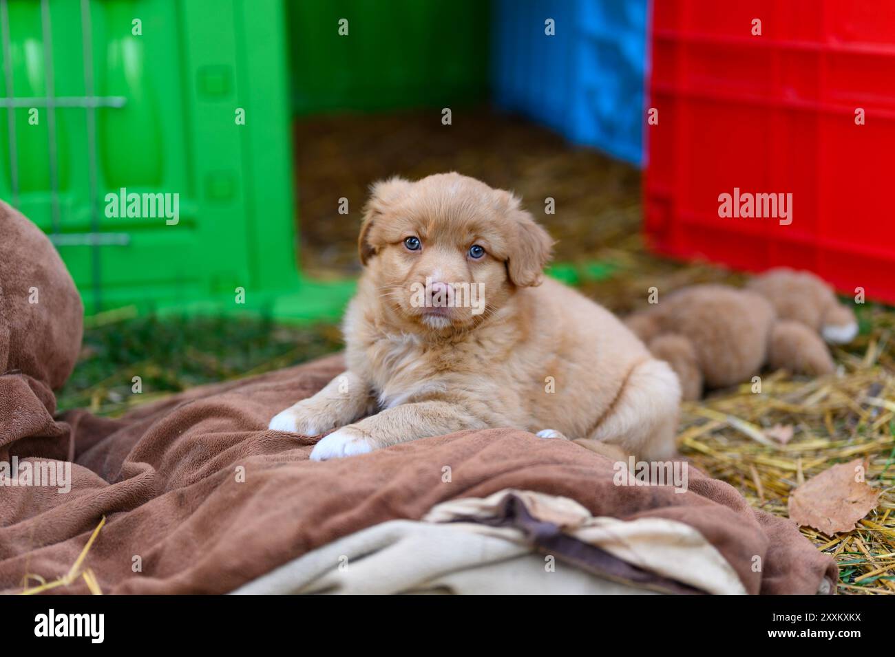 Nova scotia duck toller retriever puppy dog in kennel Stock Photo - Alamy