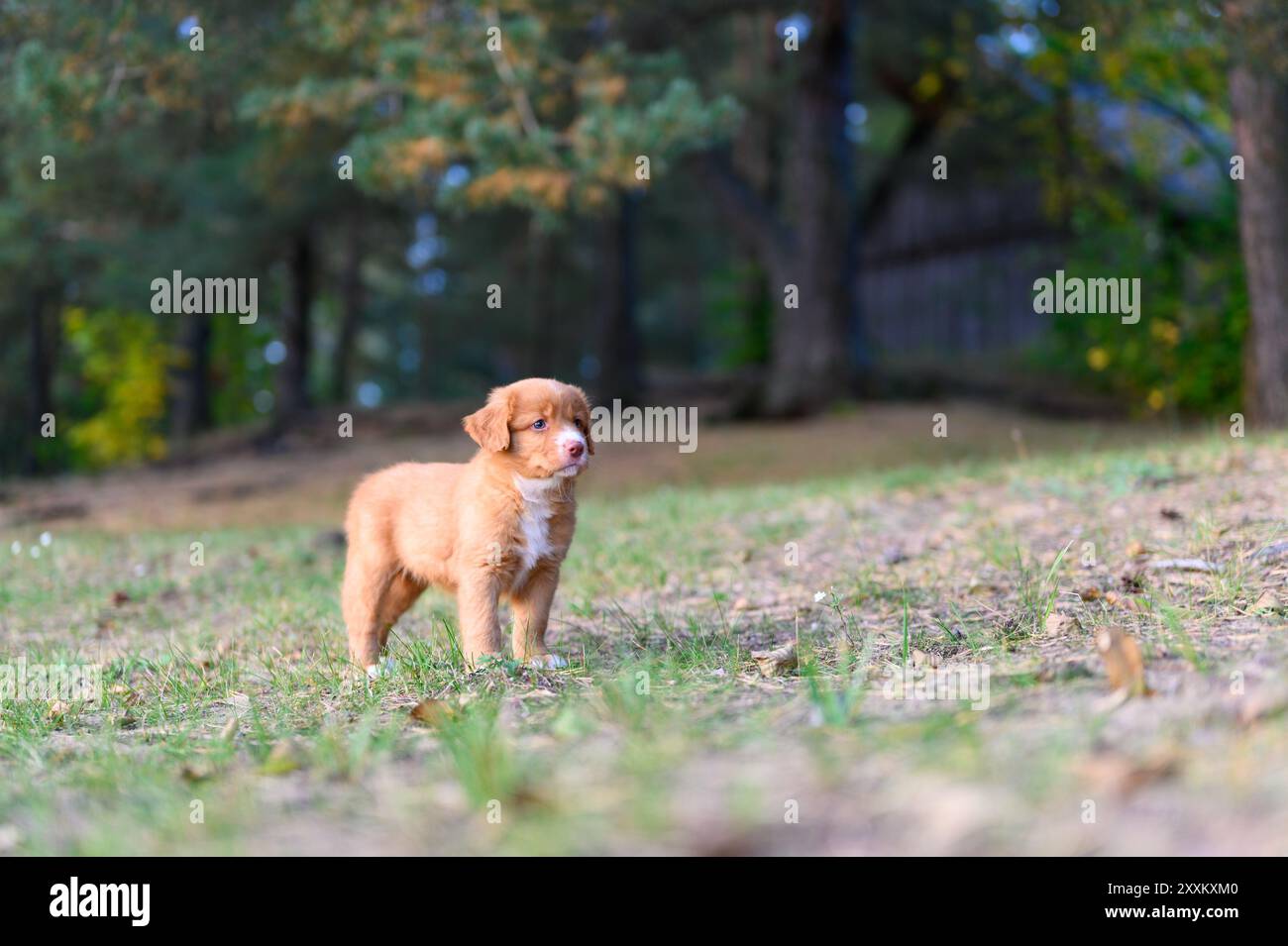 Nova scotia duck toller retriever puppy dog standing Stock Photo - Alamy