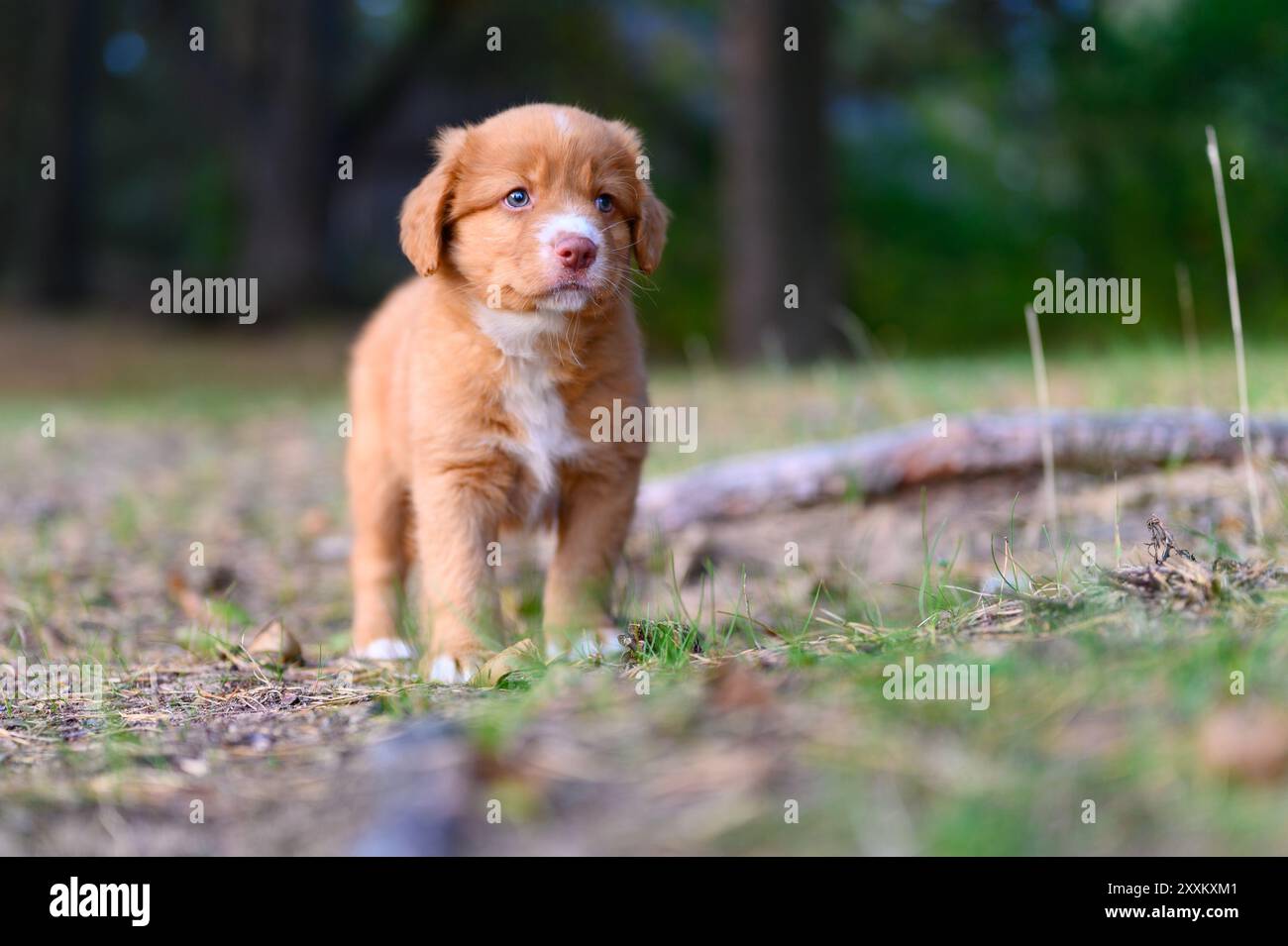 Nova scotia duck toller retriever puppy dog standing Stock Photo - Alamy