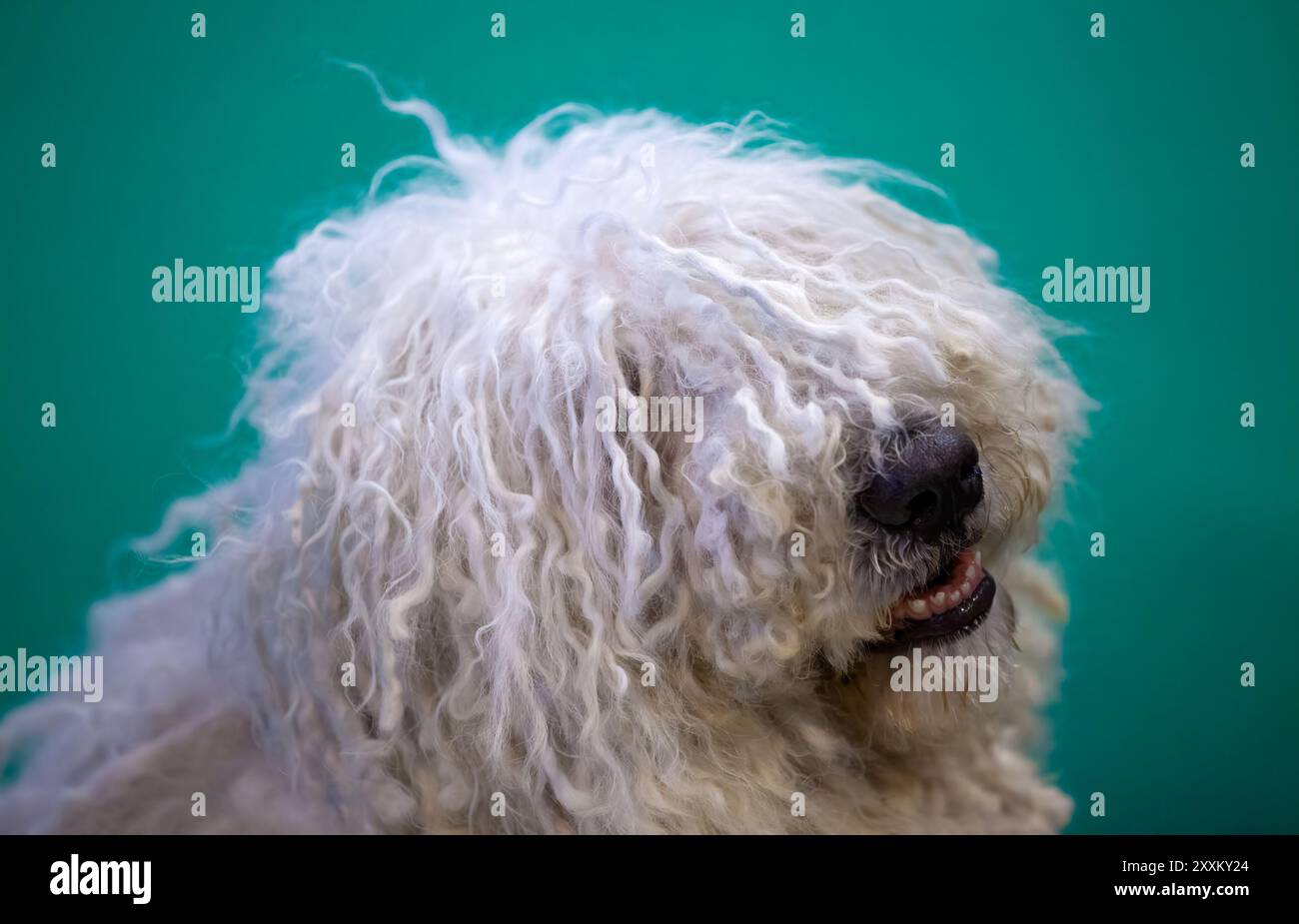 Hungarian Komondor dog with long,curly,white fur over it's face Stock ...