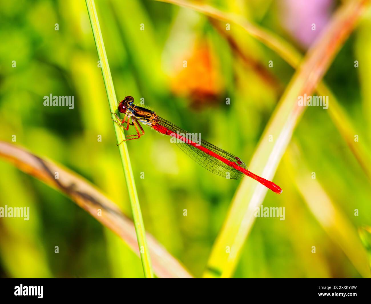Endangered small red damselfly at rest Stock Photo - Alamy