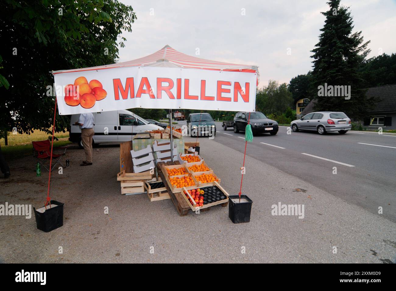 Apricot sale at the market stall at the street, farmer selling ...