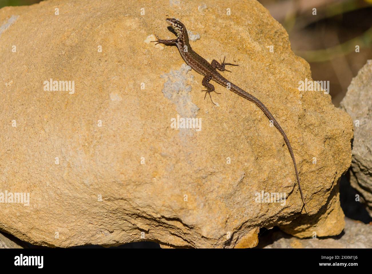 Rubble wall hi-res stock photography and images - Alamy
