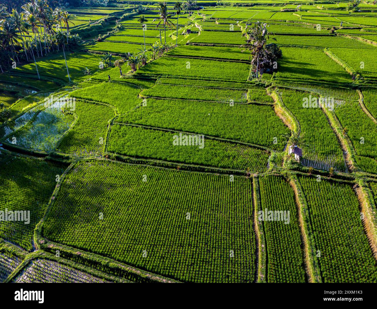 Landscape view of rice fields in Payangan district, Gianyar Regency ...