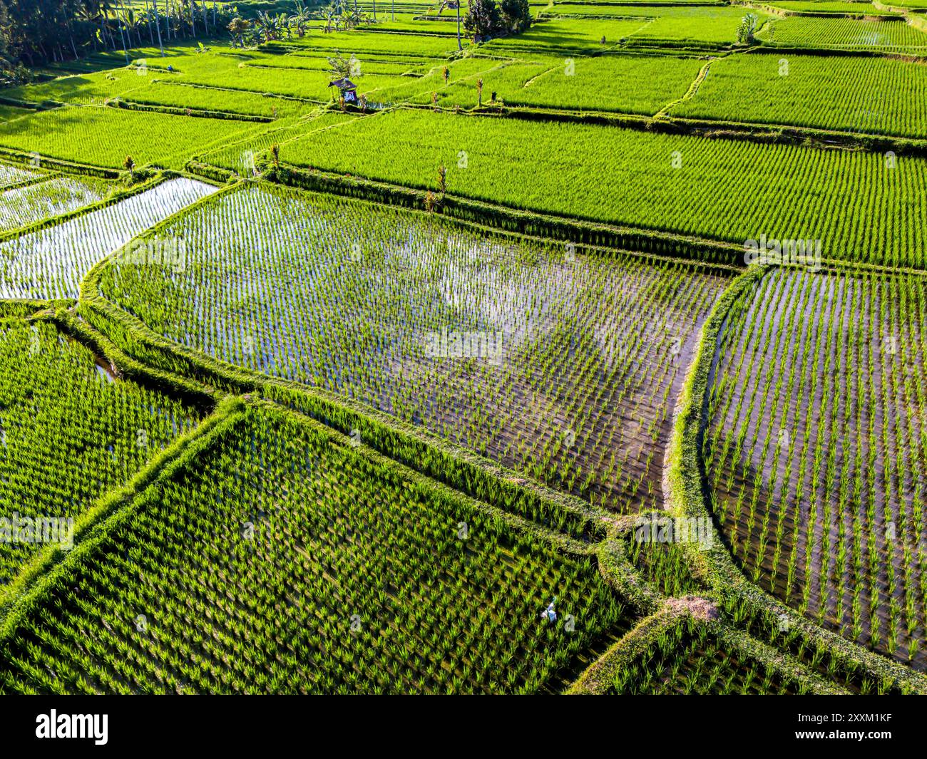 Landscape view of rice fields in Payangan district, Gianyar Regency ...