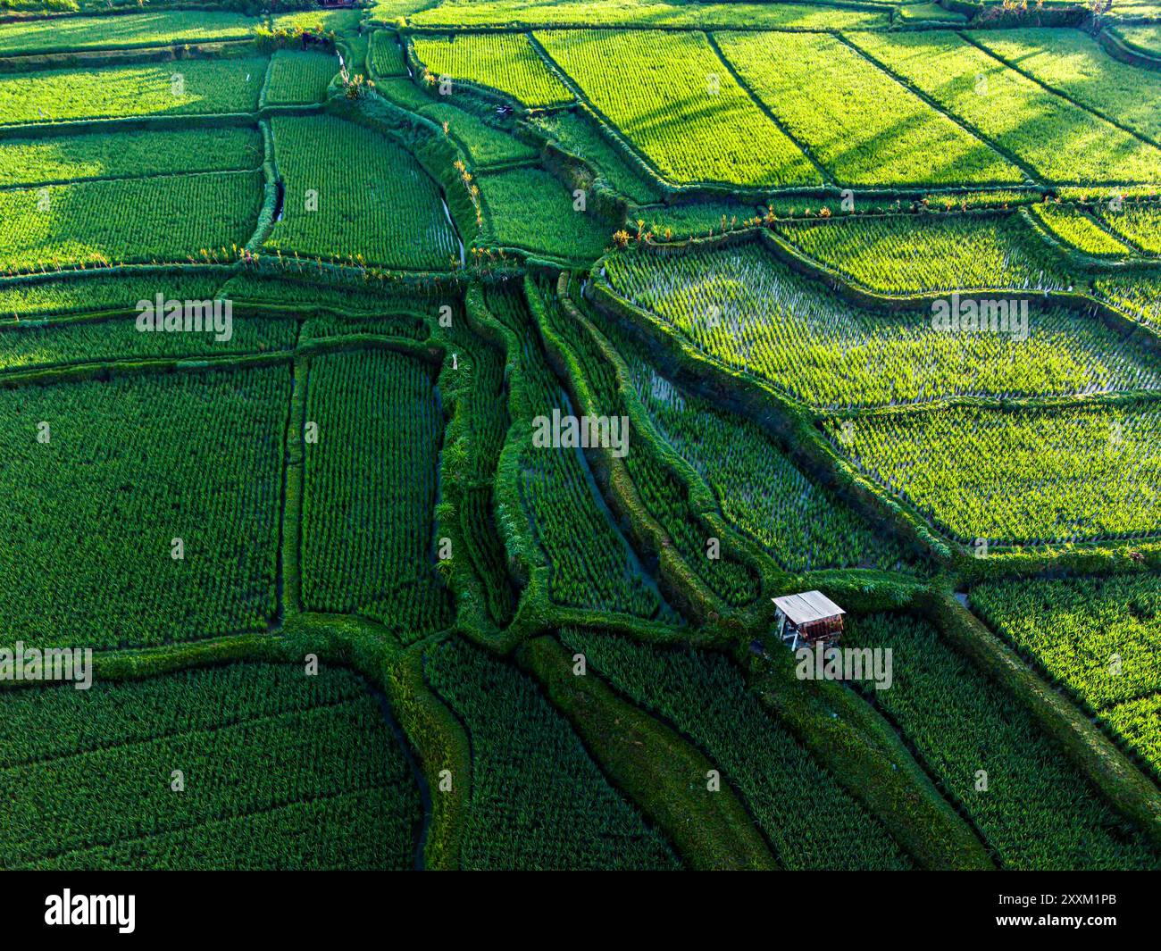 Landscape view of rice fields in Payangan district, Gianyar Regency ...