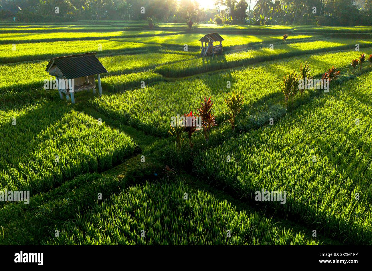 Landscape view of rice fields in Payangan district, Gianyar Regency ...