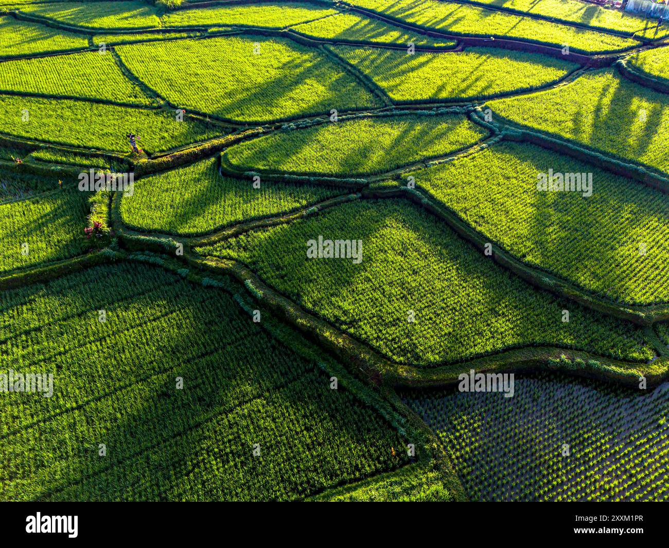 Landscape view of rice fields in Payangan district, Gianyar Regency ...