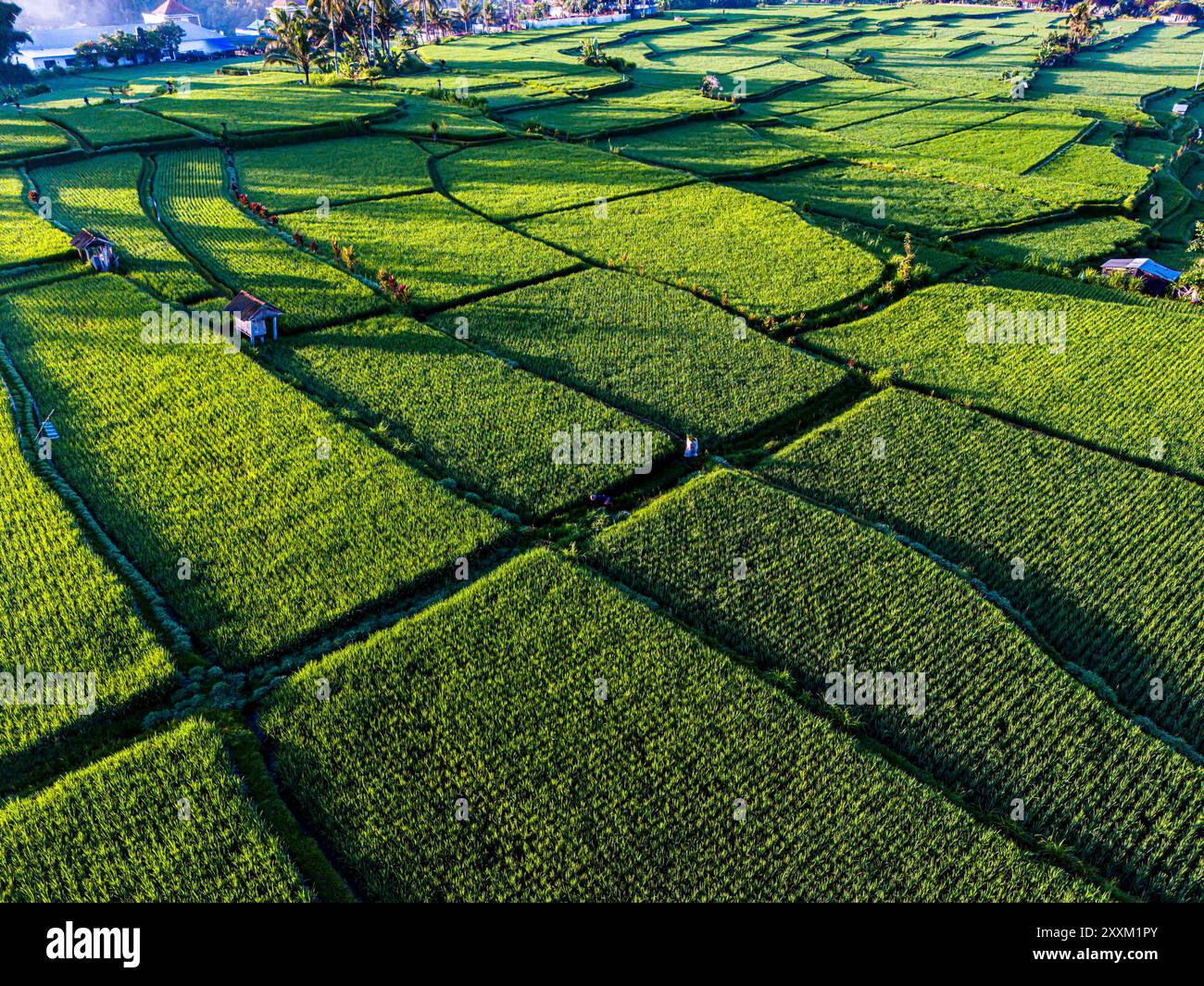 Landscape view of rice fields in Payangan district, Gianyar Regency ...