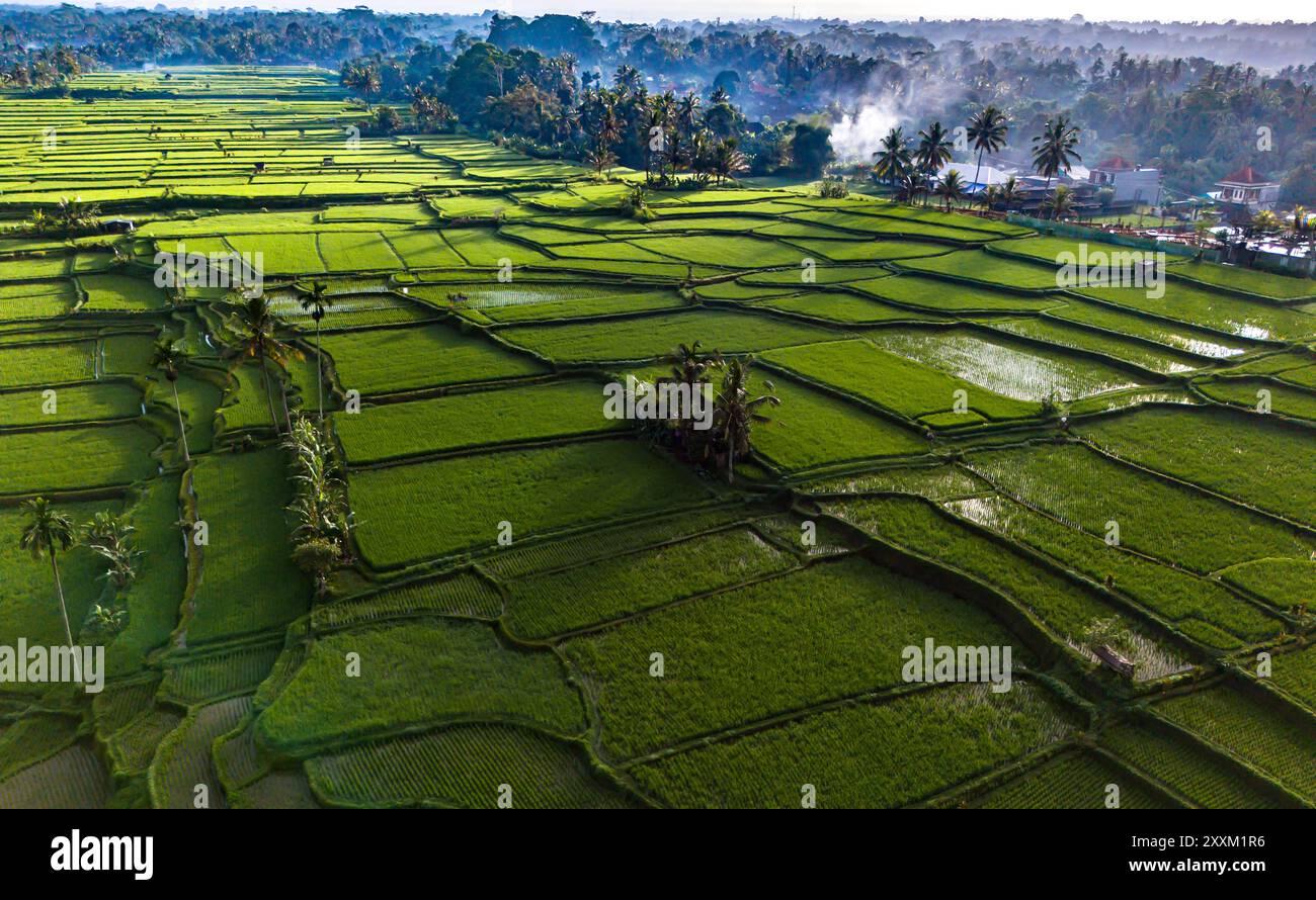 Landscape view of rice fields in Payangan district, Gianyar Regency ...