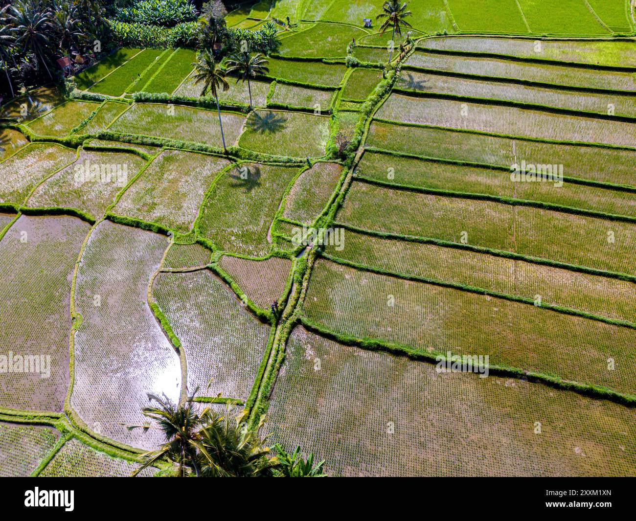 Landscape view of rice fields in Payangan district, Gianyar Regency ...