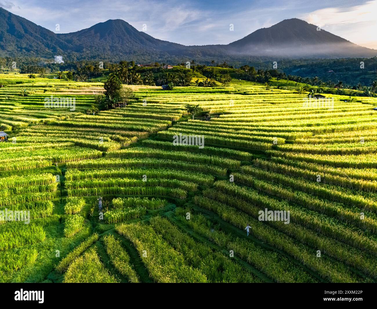 Landscape view of Jatiluwih Rice Terraces in Penebel District, Tabanan Regency, Bali, Indonesia ...