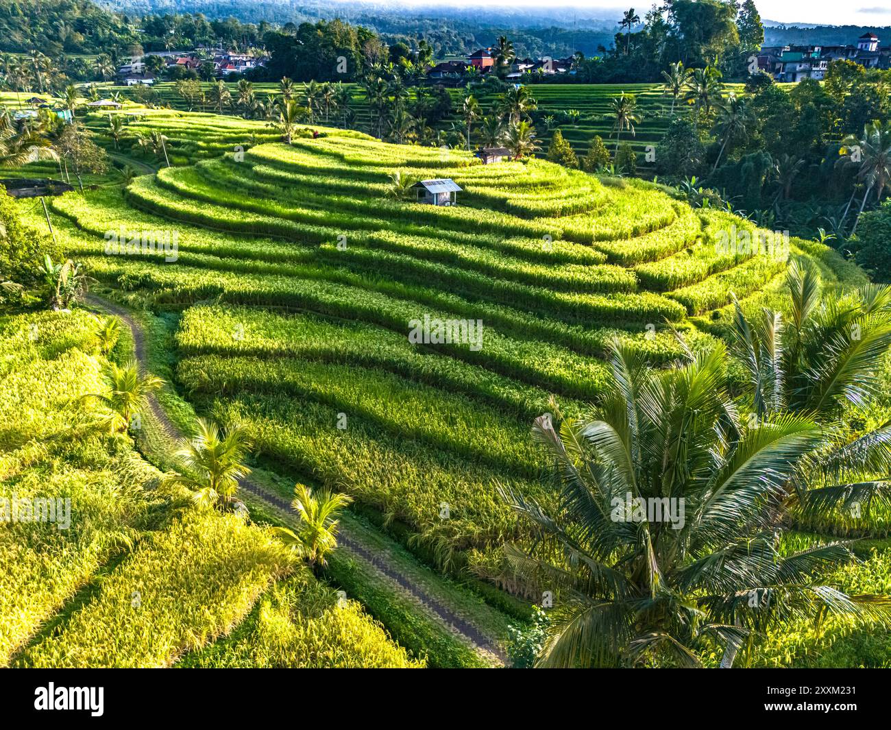 Landscape view of Jatiluwih Rice Terraces in Penebel District, Tabanan ...