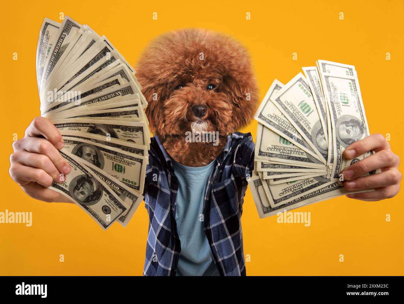 Dog-Wearing Costume Holding Stacks of Money Against Bright Yellow ...