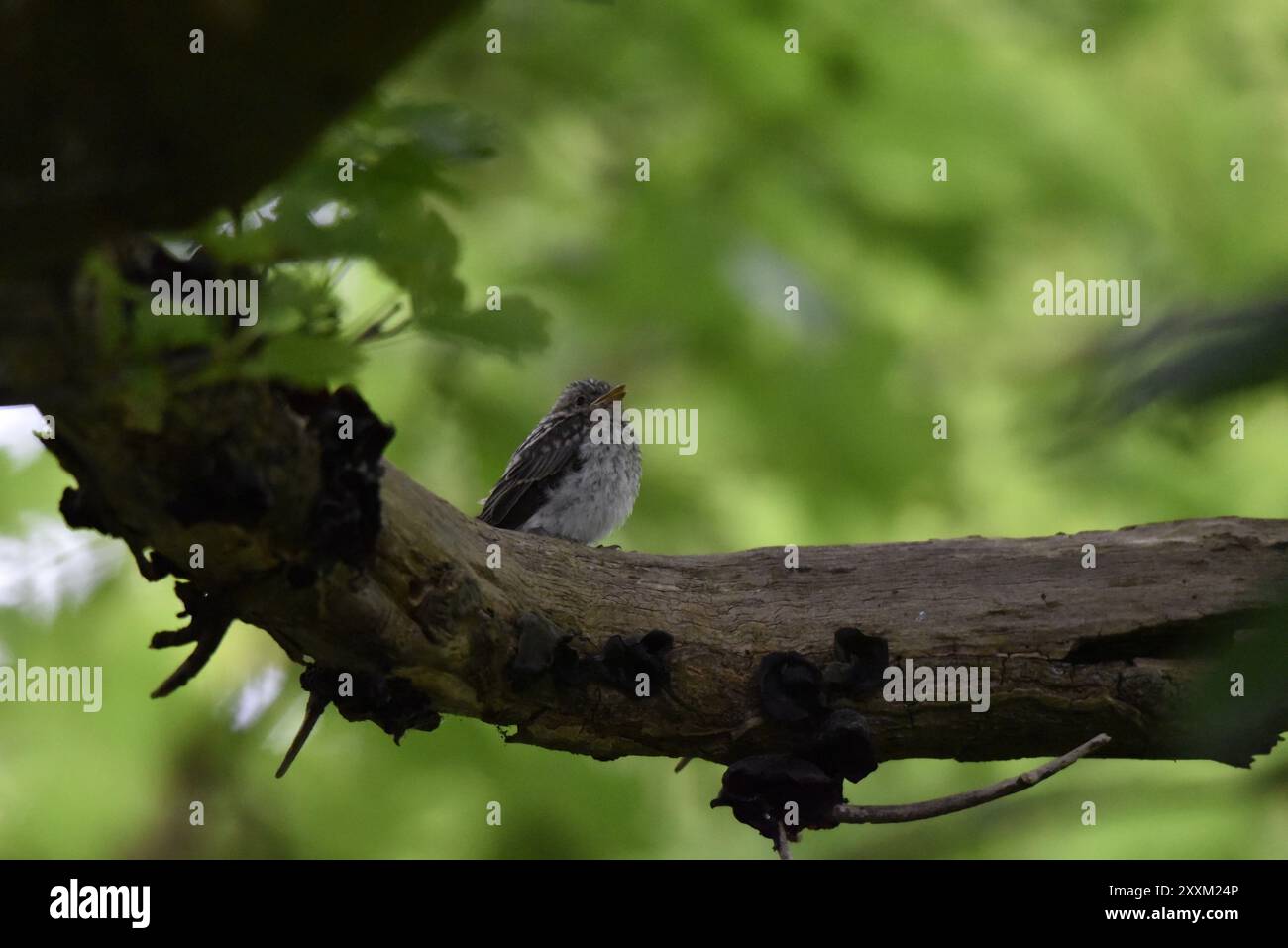 Fledgling spotted fly catcher hi-res stock photography and images - Alamy