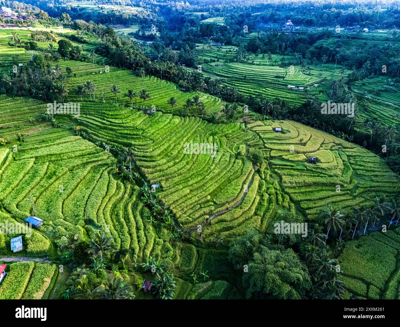 Landscape view of Jatiluwih Rice Terraces in Penebel District, Tabanan ...