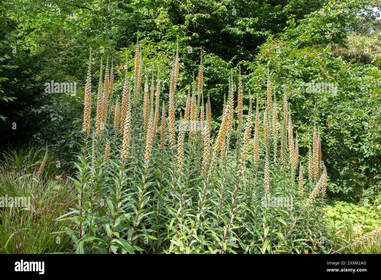 Tall digitalis hi-res stock photography and images - Alamy