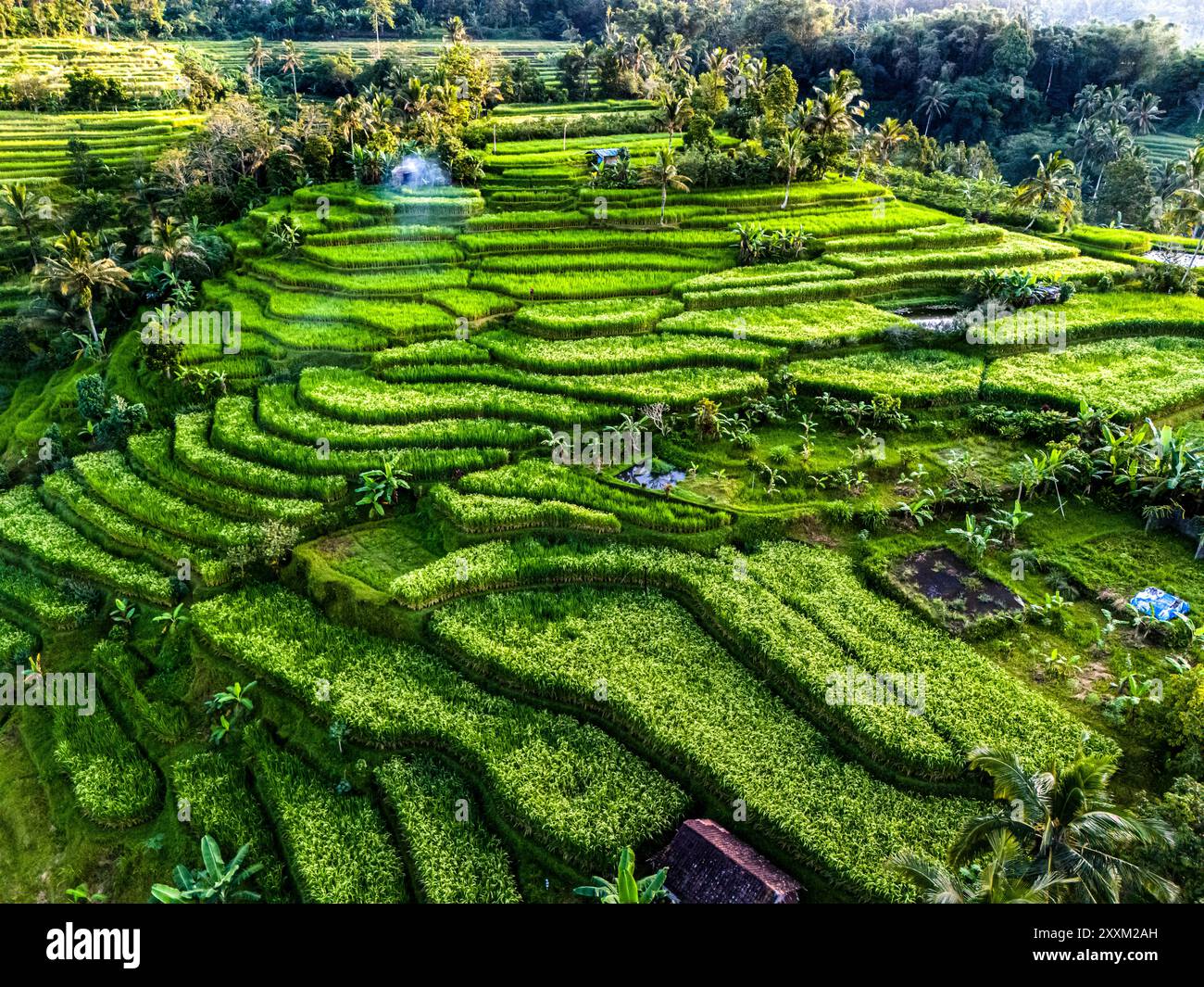 Landscape view of Jatiluwih Rice Terraces in Penebel District, Tabanan Regency, Bali, Indonesia ...