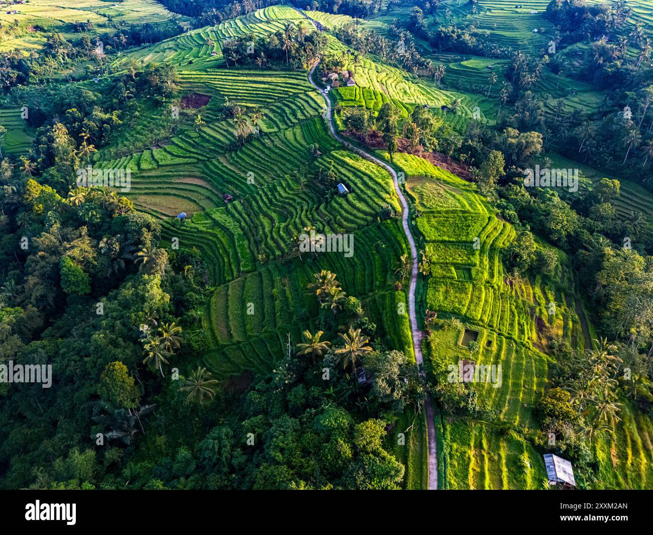 Landscape view of Jatiluwih Rice Terraces in Penebel District, Tabanan Regency, Bali, Indonesia ...