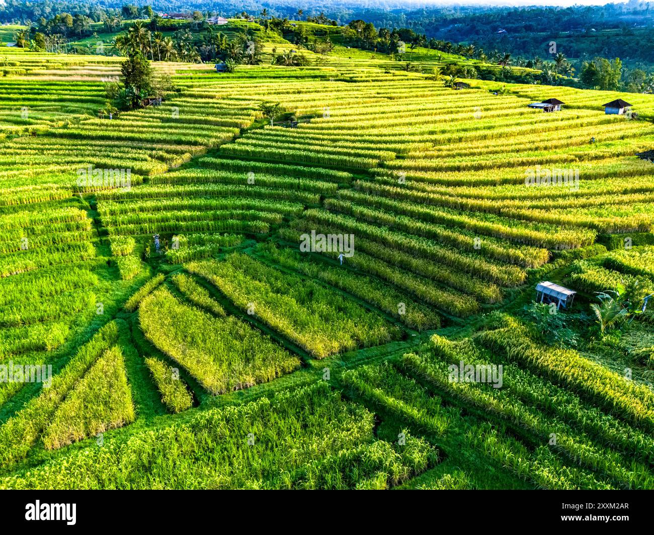 Landscape view of Jatiluwih Rice Terraces in Penebel District, Tabanan ...