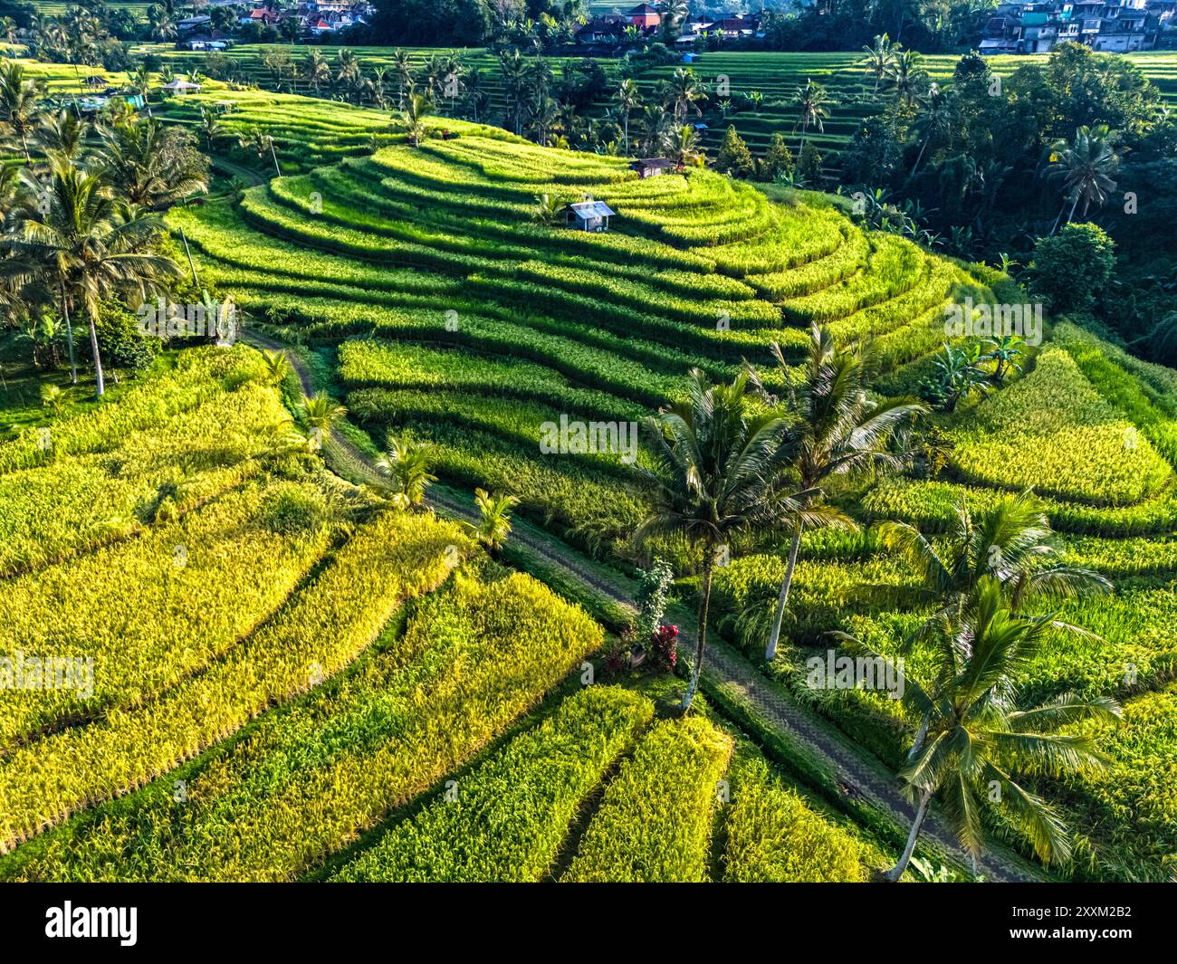 Landscape view of Jatiluwih Rice Terraces in Penebel District, Tabanan Regency, Bali, Indonesia ...