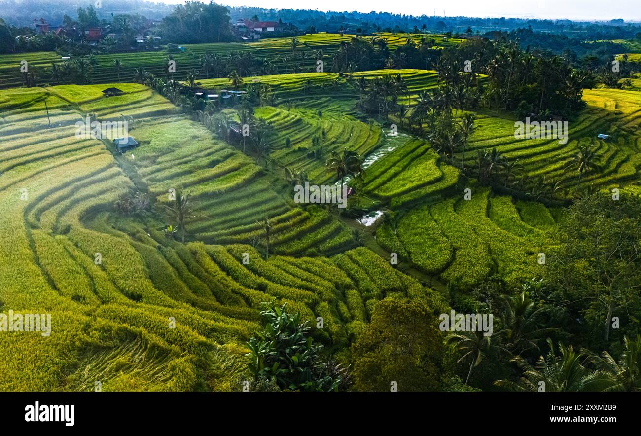 Landscape view of Jatiluwih Rice Terraces in Penebel District, Tabanan Regency, Bali, Indonesia ...