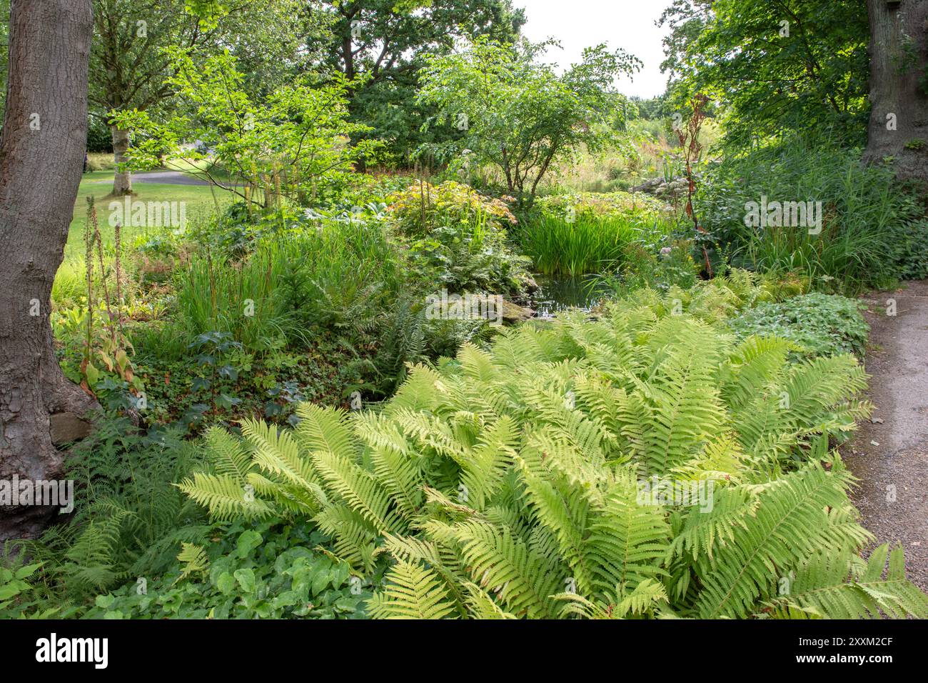Foliage plants shrubs trees hi-res stock photography and images - Alamy