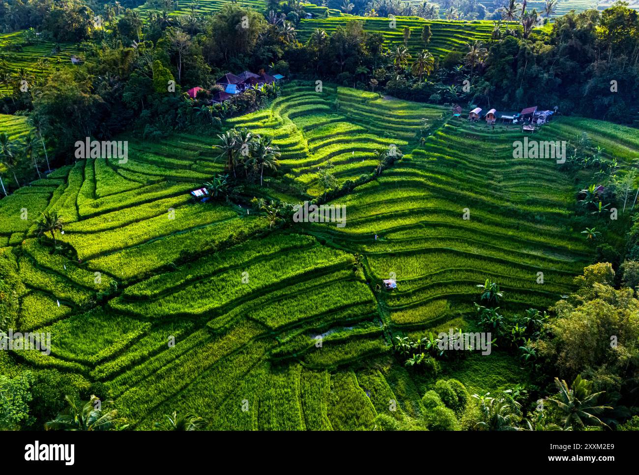 Landscape view of Jatiluwih Rice Terraces in Penebel District, Tabanan Regency, Bali, Indonesia ...