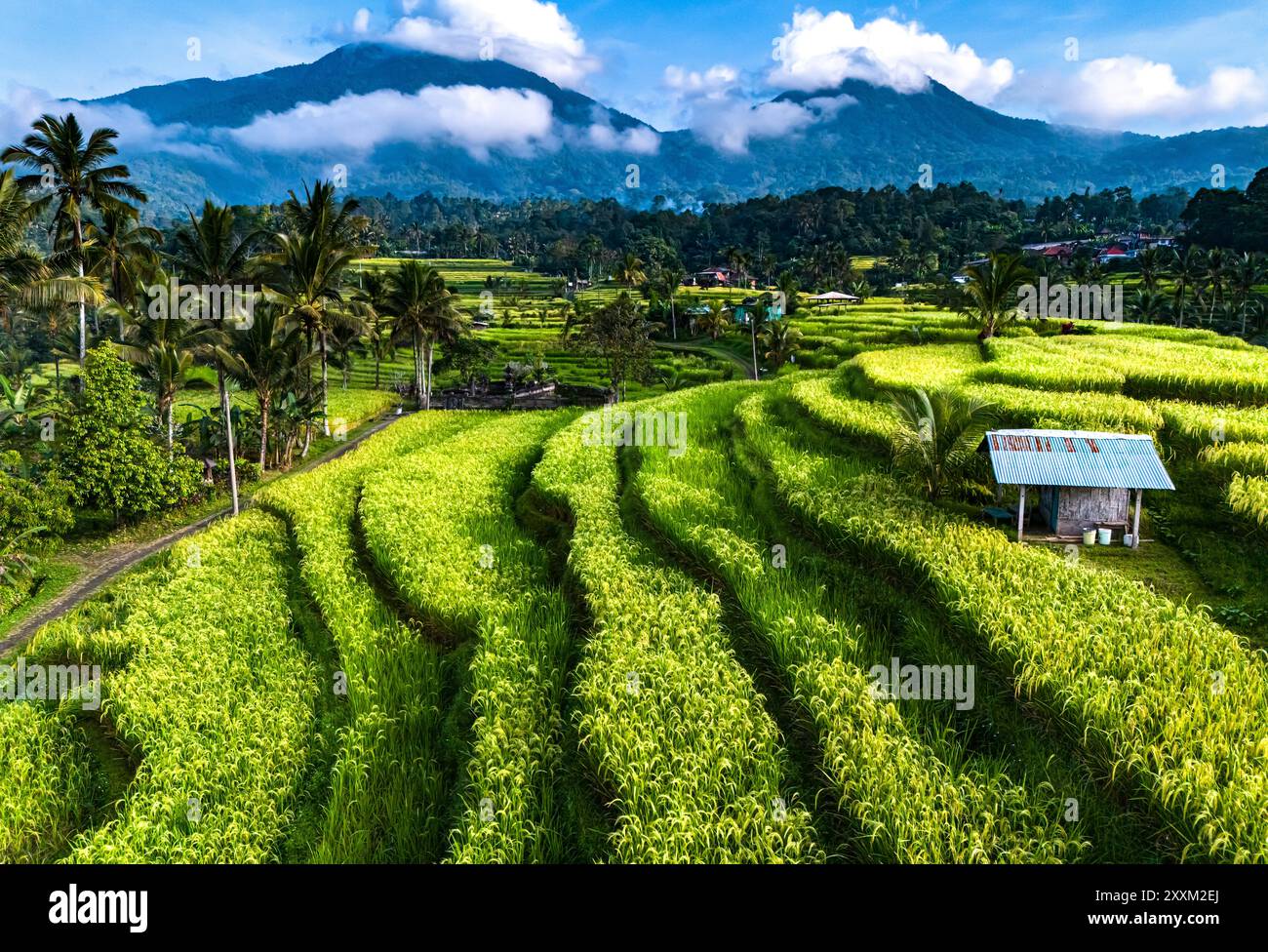 Landscape view of Jatiluwih Rice Terraces in Penebel District, Tabanan Regency, Bali, Indonesia ...