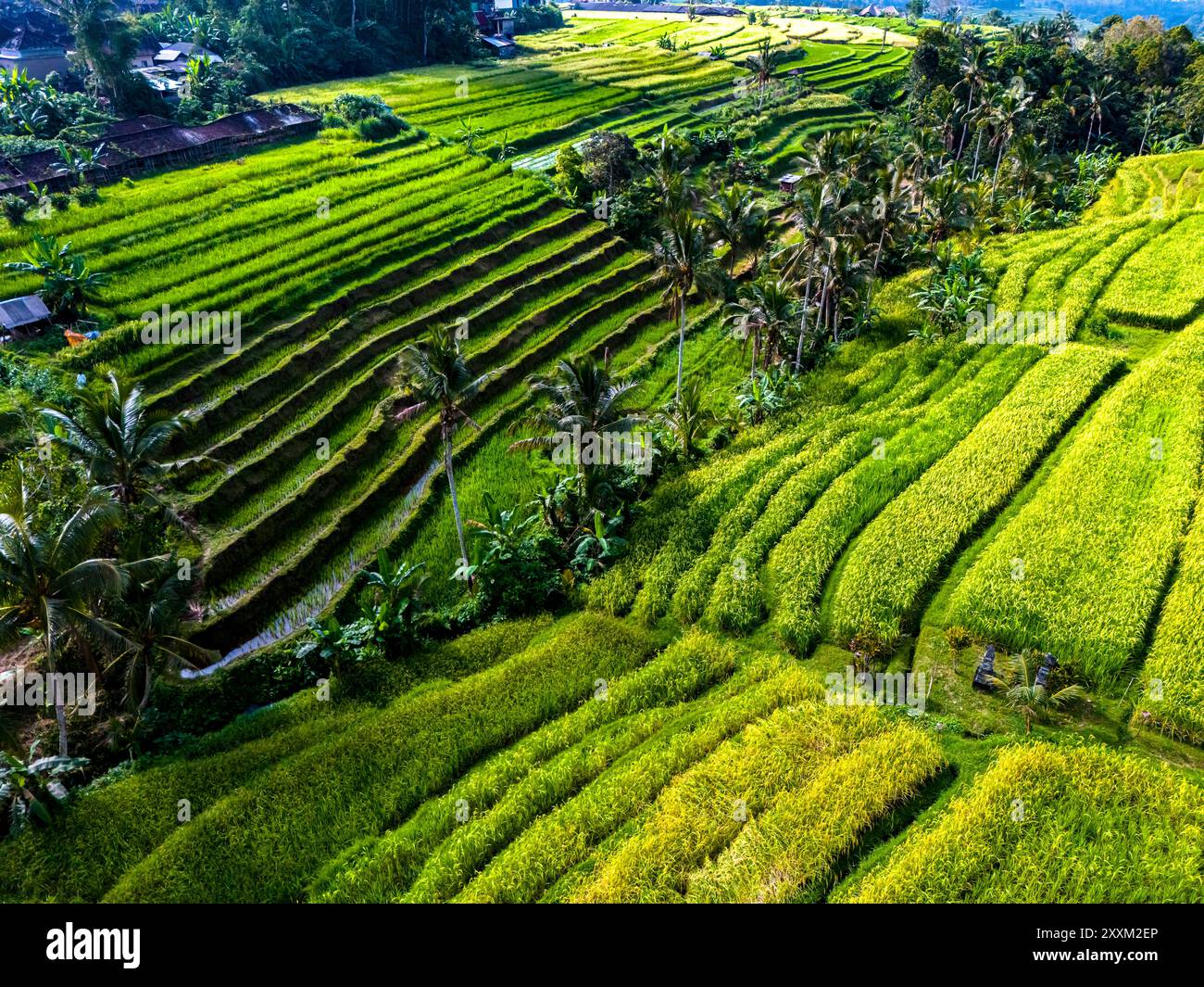 Landscape view of Jatiluwih Rice Terraces in Penebel District, Tabanan Regency, Bali, Indonesia ...