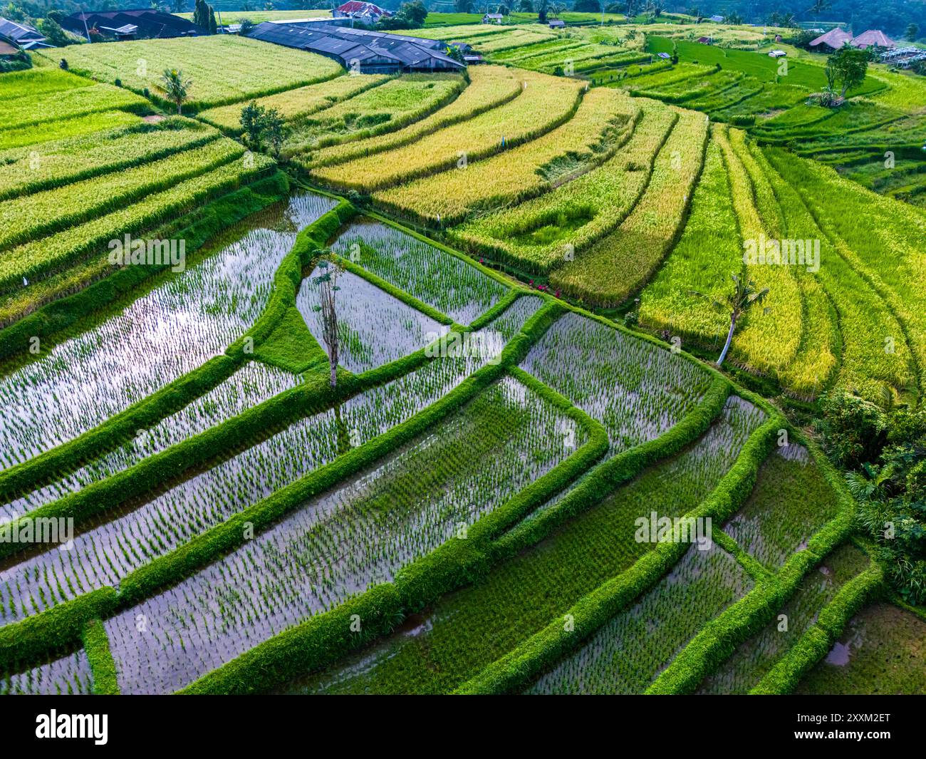 Landscape view of Jatiluwih Rice Terraces in Penebel District, Tabanan Regency, Bali, Indonesia ...