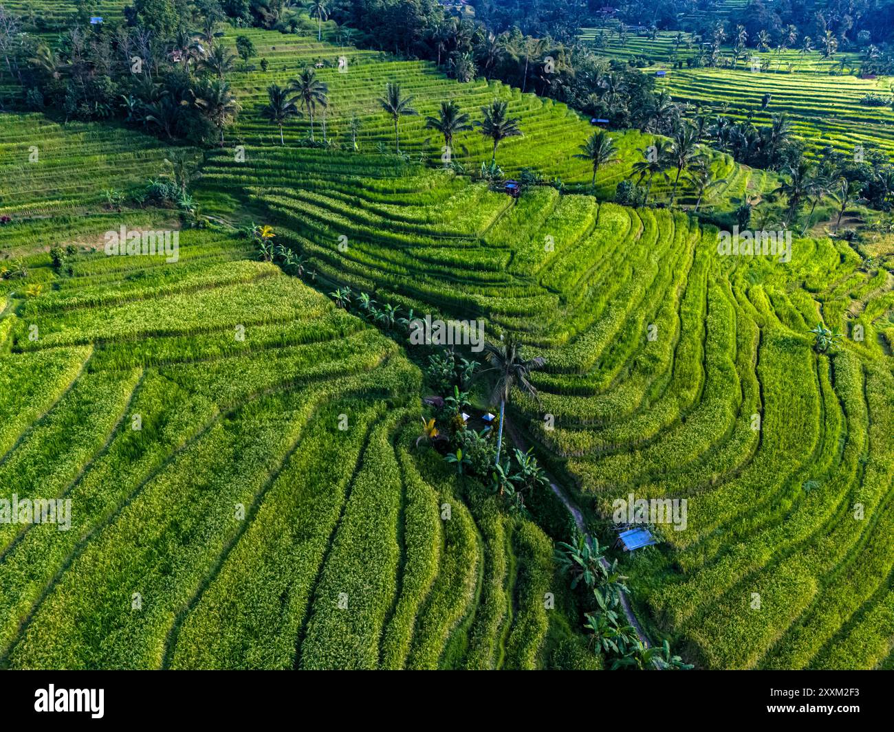 Landscape view of Jatiluwih Rice Terraces in Penebel District, Tabanan Regency, Bali, Indonesia ...