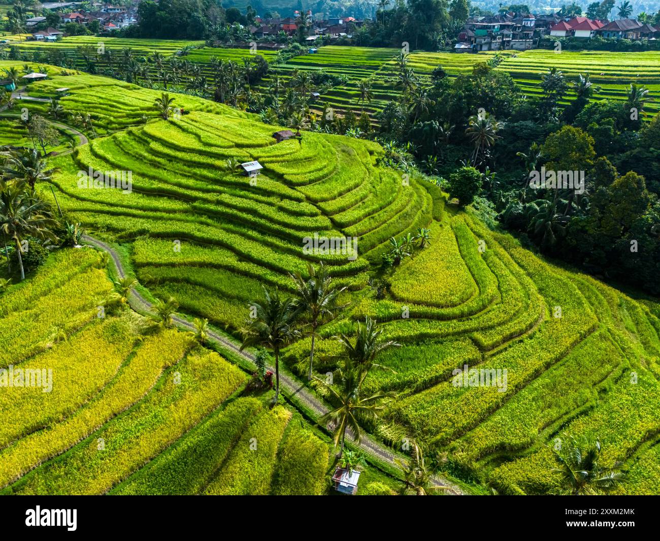 Landscape view of Jatiluwih Rice Terraces in Penebel District, Tabanan Regency, Bali, Indonesia ...